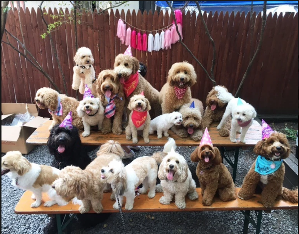 Pet Event Planners - Pet Parties Are Becoming More Common!