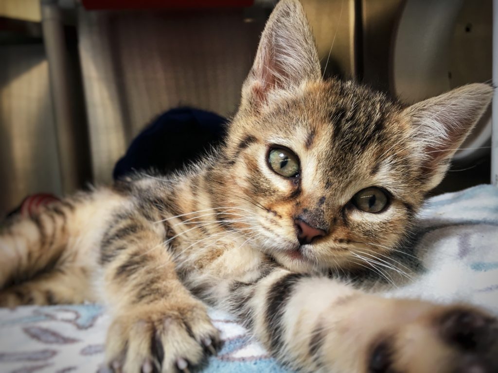 Solving Behavioral Cat Issues