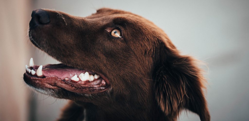 Understanding Your Pet's Teeth - Advice From Petworks Pet Pros