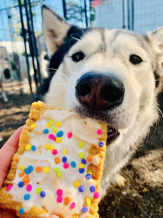 Bone Appétit, Homemade Dog Treats