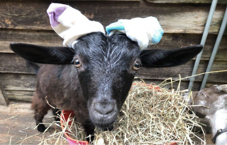 Learn About Goat Therapy