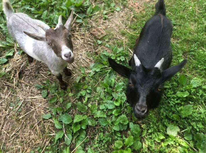 Learn About Goat Therapy