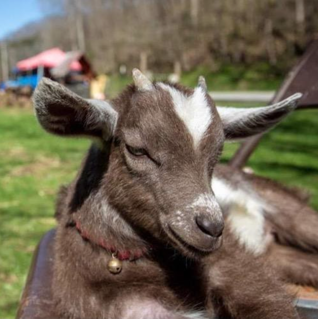 Learn About Goat Therapy