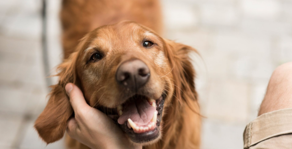 Understanding Is The Key to Showing Love To Pets