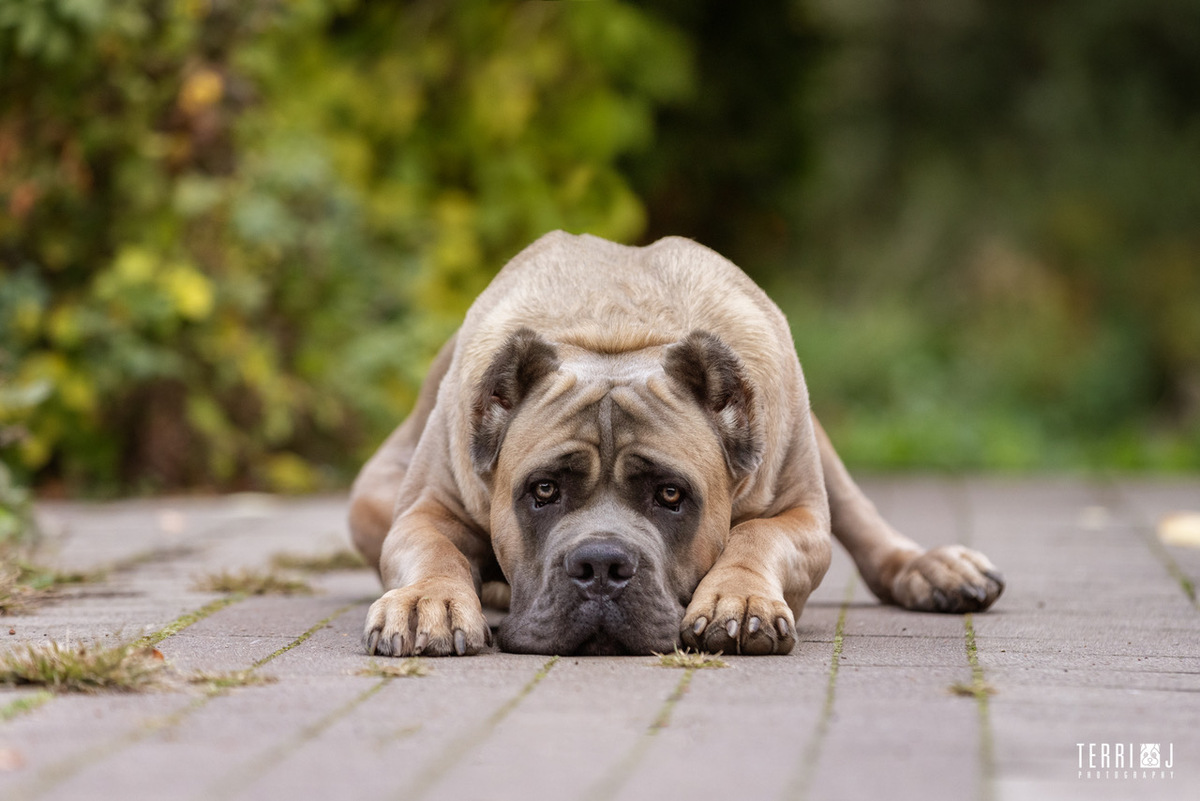 Tips For Taking Better Photos Of Your Dog - Petworks