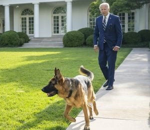 President Biden's First Dog Commander's Canine Grip