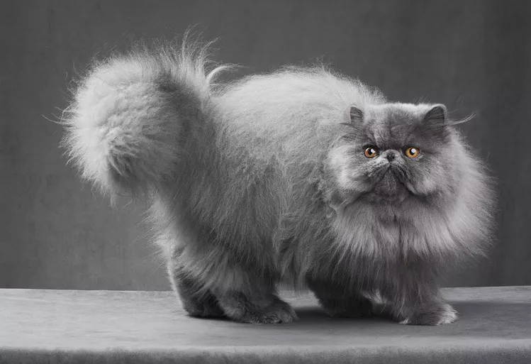 Best Cats For First Time Owners - Petworks Health and Wellness Pet Care