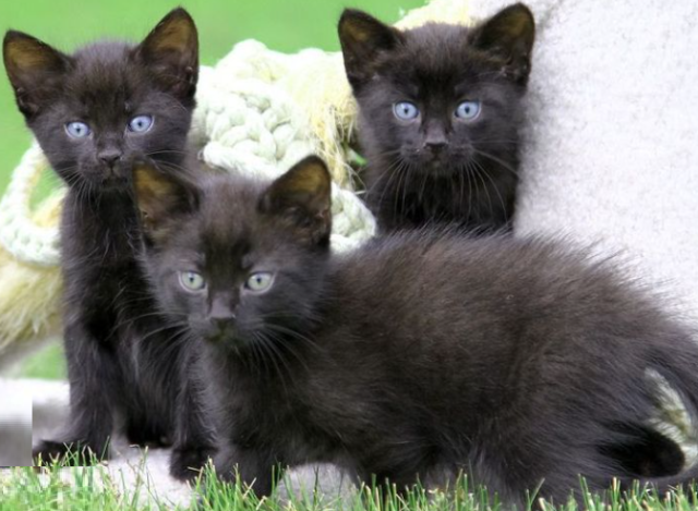Bombay Kittens - The Mini Panther Cats!