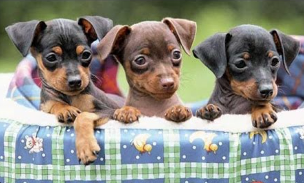 Min Pin Puppies - Best Care Tips From Petworks Dog Pros