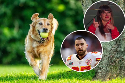Travis Kelce Dogs - What's The Tea as per Petworks Canine Care