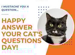 Answer Your Cats Questions Day - Book A Cat Psychic On Petworks