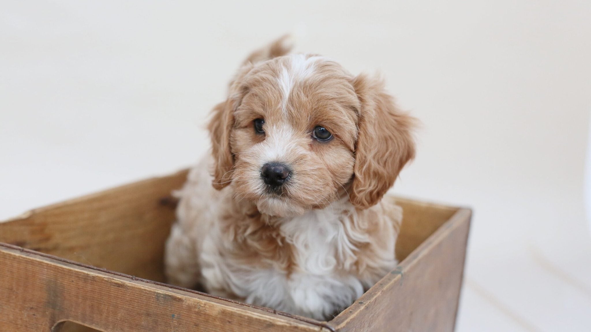 Teacup Cavapoo For You!