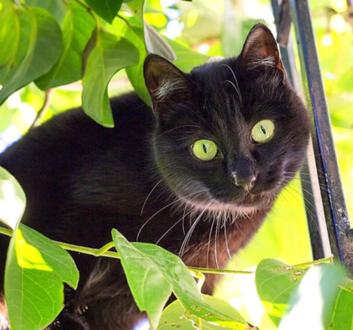 Bombay Cat Adoption - Guidance From Petworks Feline Care Pros
