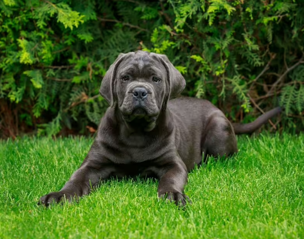 2026 Cane Corso Dog Breed Health Guide