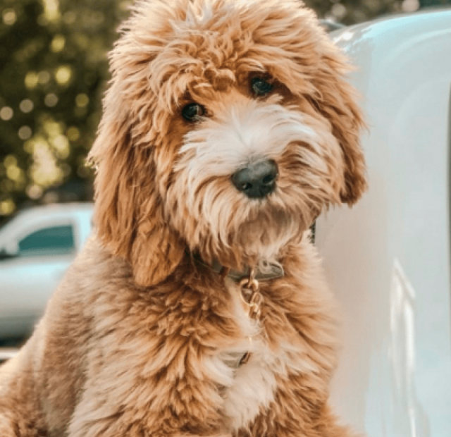 Why Are Goldendoodles So Expensive?