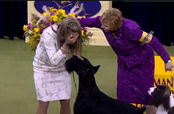Monty The Giant Schnauzer Wins 2025 Westminster Dog Show!
