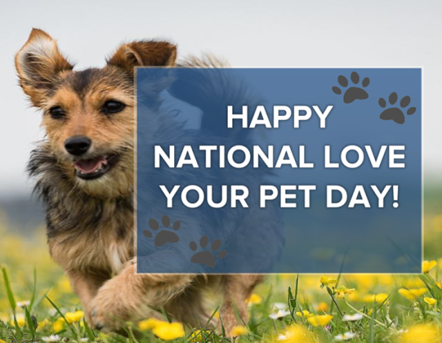 Celebrate National Love Your Pet Day