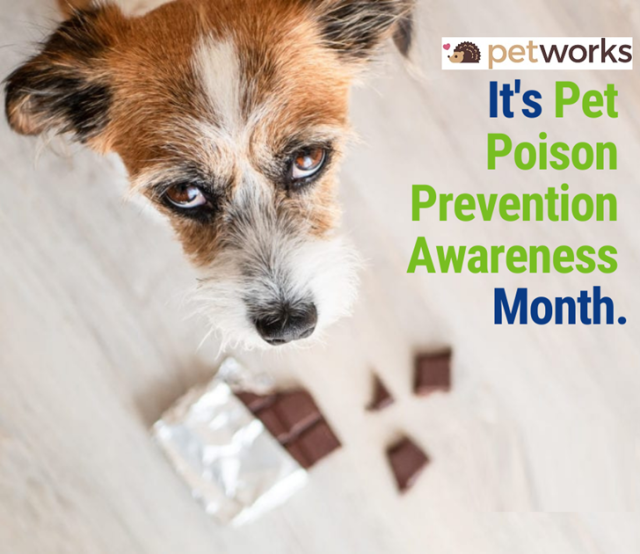 Pet Poison Prevention Month