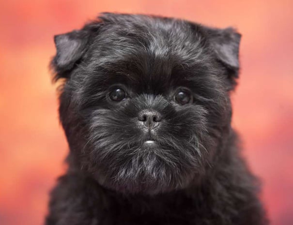 Affenpinscher Dog Breed Guide: Temperament and Care