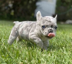 Merle French Bulldogs and Their Unique Coat Pattern!