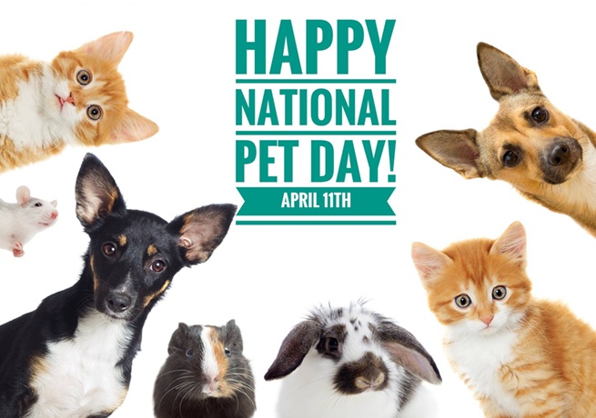 Celebrate National Pet Day 2025 With Petworks Pet Services
