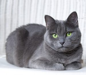 2026 Russian Blue Cat Breed Guide
