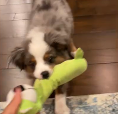 Help! My Pup Has Too Much Pep!