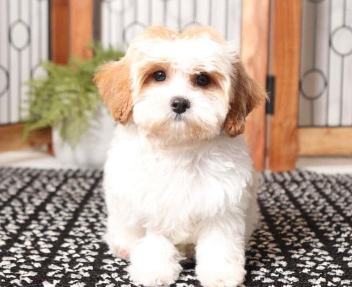 Cavapoochon Temperament: What to Expect