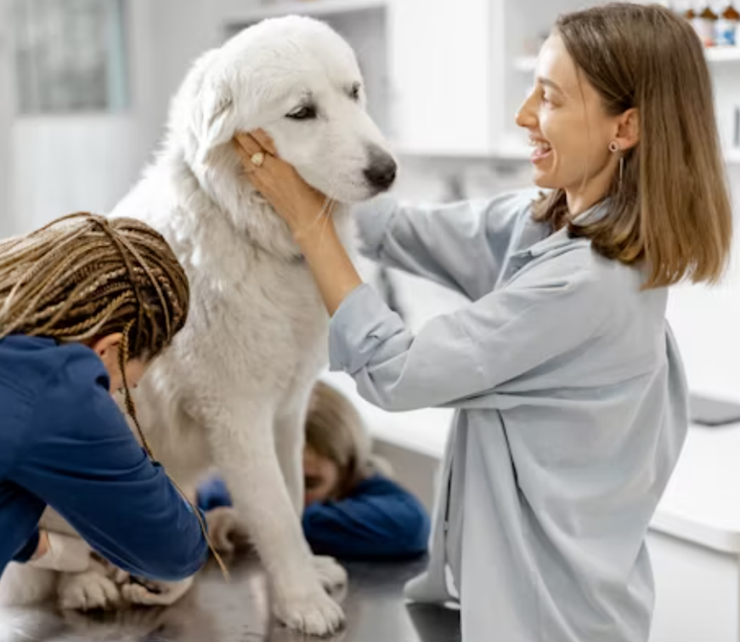 Wellness Care for Dogs and Cats