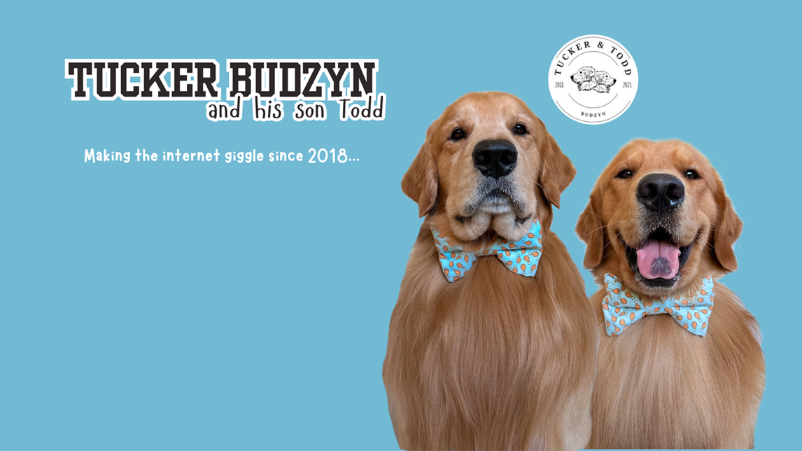 All About Tucker Budzyn The Golden Retriever