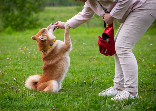 How to Find the Best Trainer for Your Dog