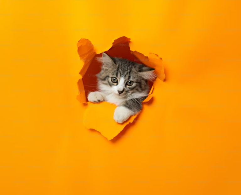 Cat Hiding Places: Why Your Cat Hides and How to Find Them
