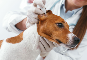 What Is An Oti-Pack For Dogs?