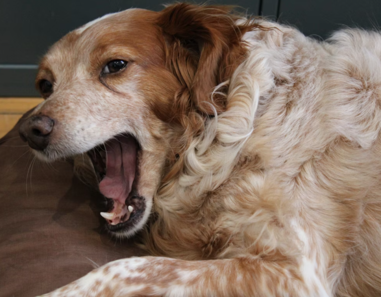 Should I Worry When My Dog Coughs and Gags?