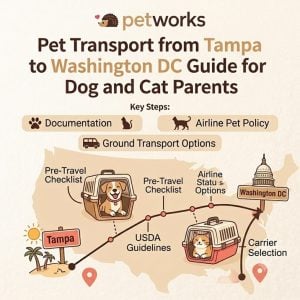 Pet Transport from Tampa to Washington DC - Pet Parent Guide